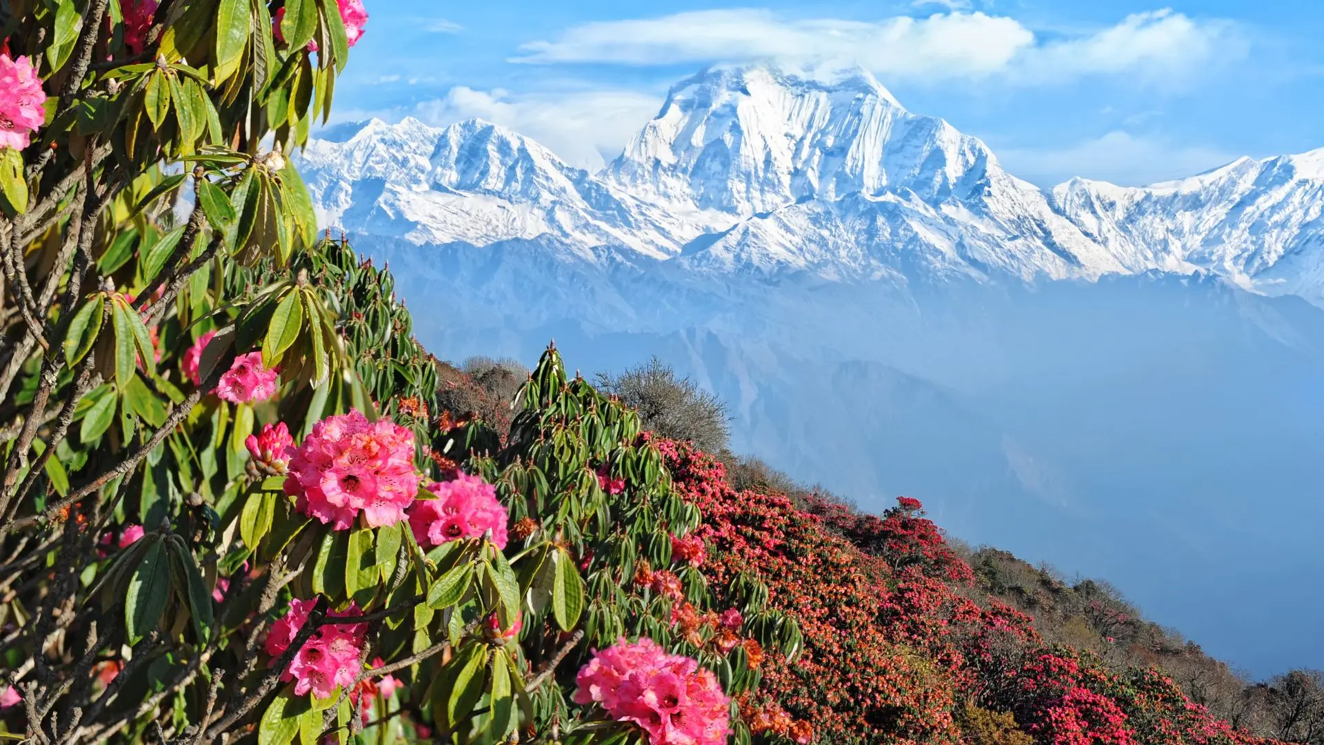 botanical-histories-in-the-himalayas-darjeeling-and-sikkim-northeast